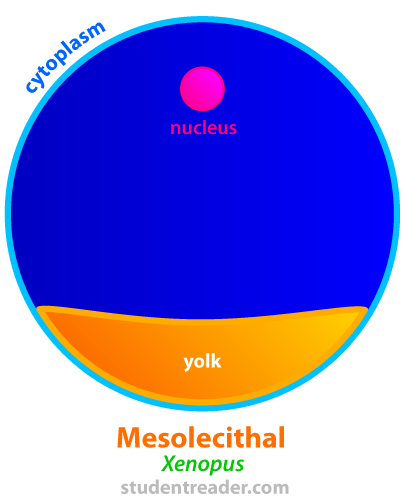 TIPE TELUR ~ Embryology of Aves