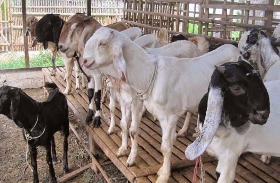 7 Tips Sukses Usaha Ternak Kambing - BisikanBisnis