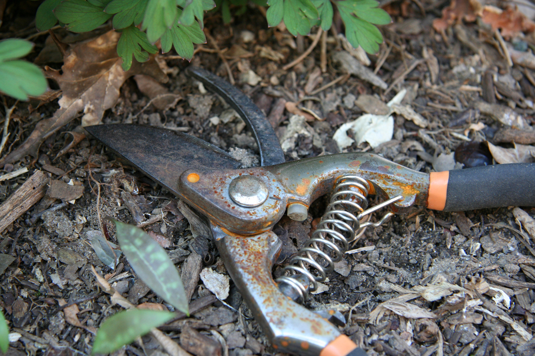 Daffodils & Daydreams: How to Mistreat Your Pruners