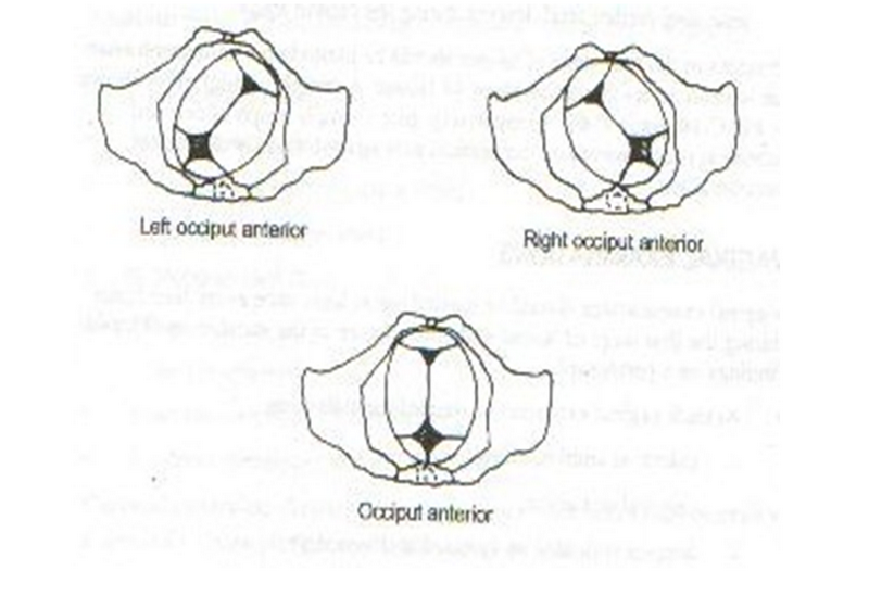 Normal Labour | Geoffrey E. Reed life