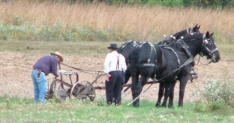 The Missouri Mom: Annual Mid-Missouri Mule, Horse, Ox & Historic ...