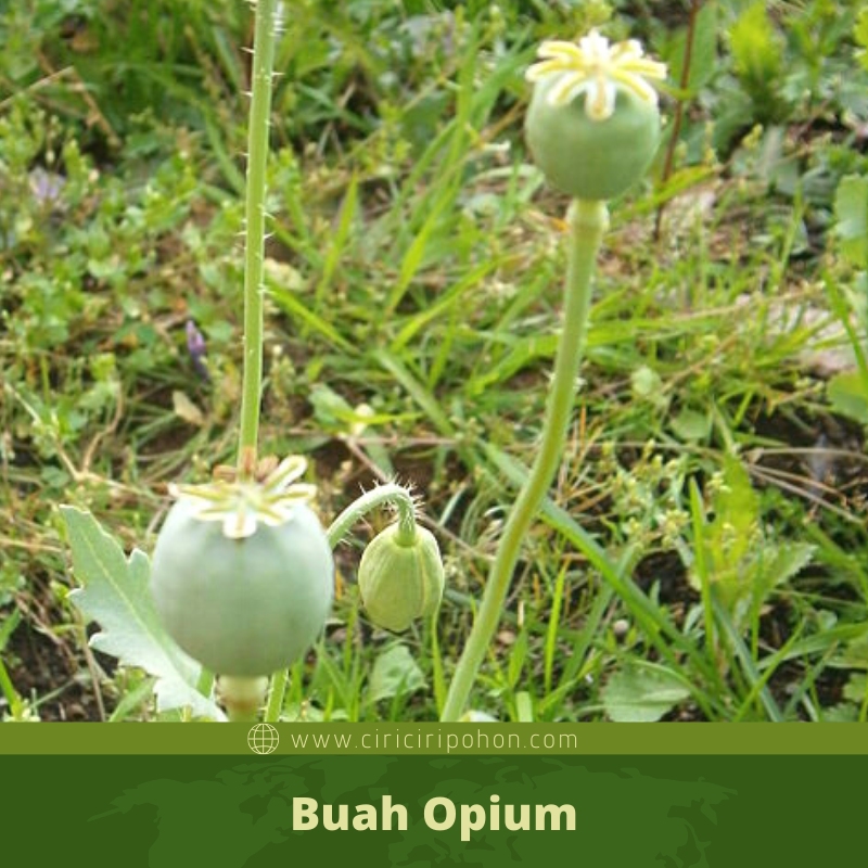 Ciri Ciri Pohon Bunga Opium (Papaver somniferum) Di Alam Liar ...