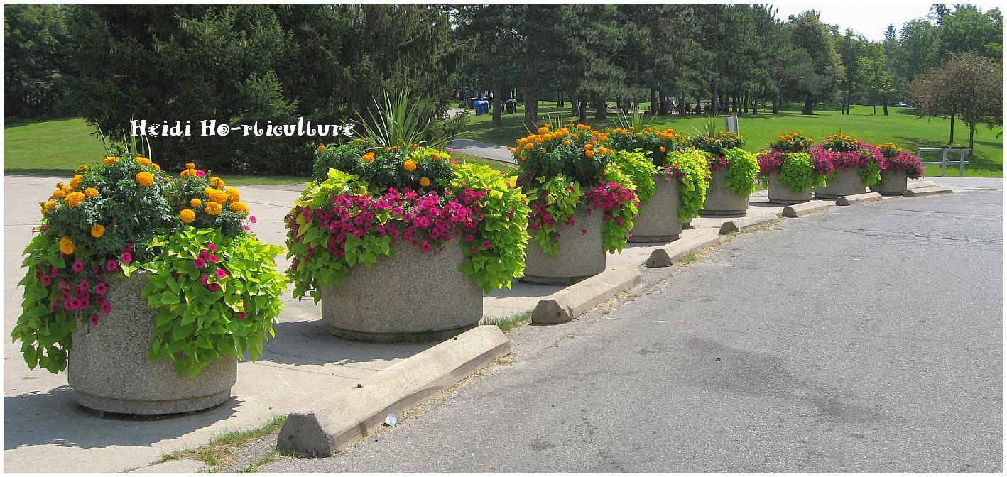 Heidi Horticulture: Planter Designs - Plant Combinations That Work
