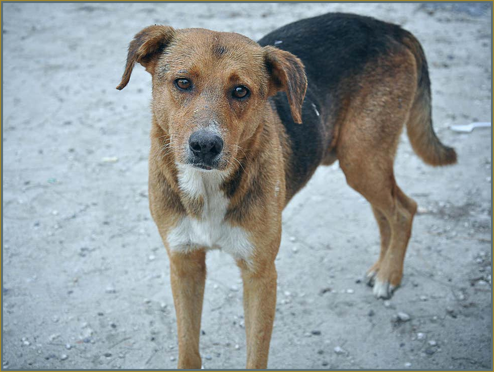Find A Pet Or A Stray find-a-pet-or-a-stray