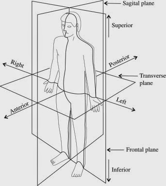 คำศัพท์ทางกายวิภาคและสรีรวิทยา anatomical dictionary