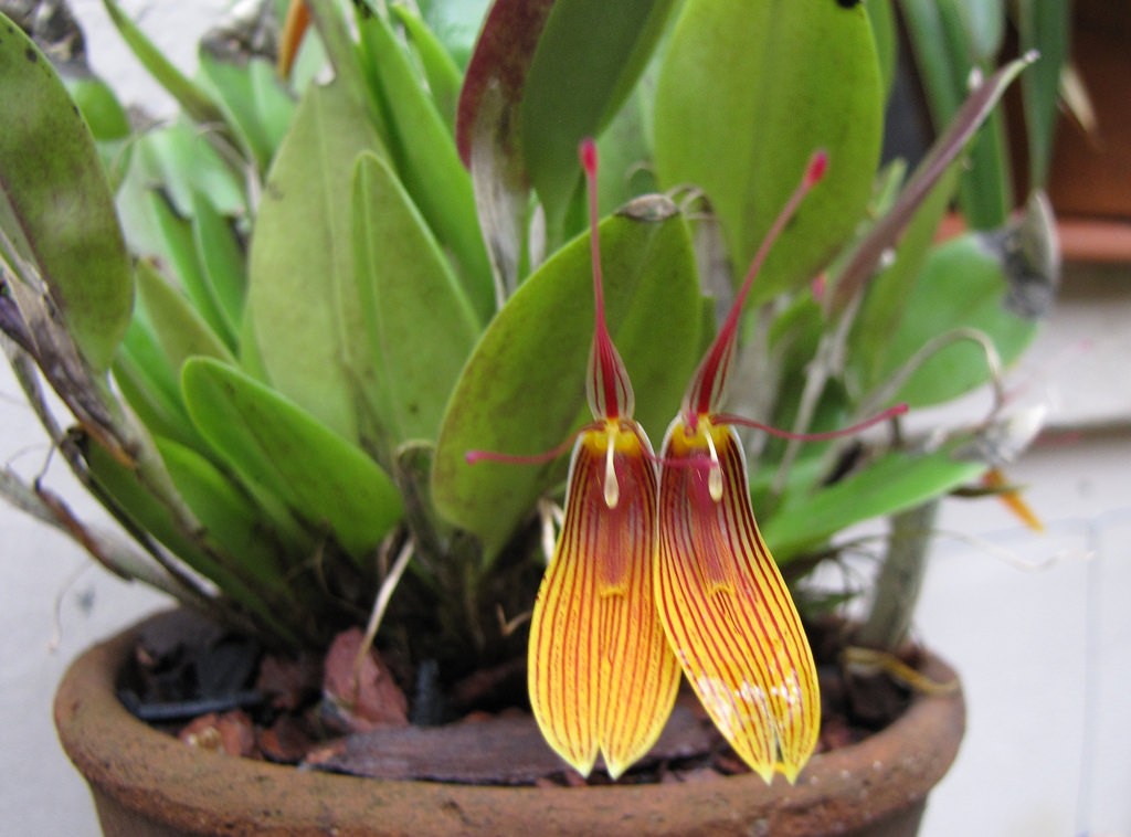 Restrepia brachypus care and culture | Travaldo's blog