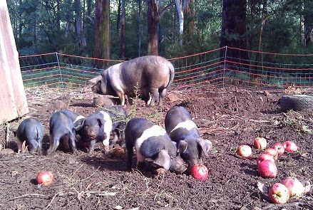 Under the Chestnut tree