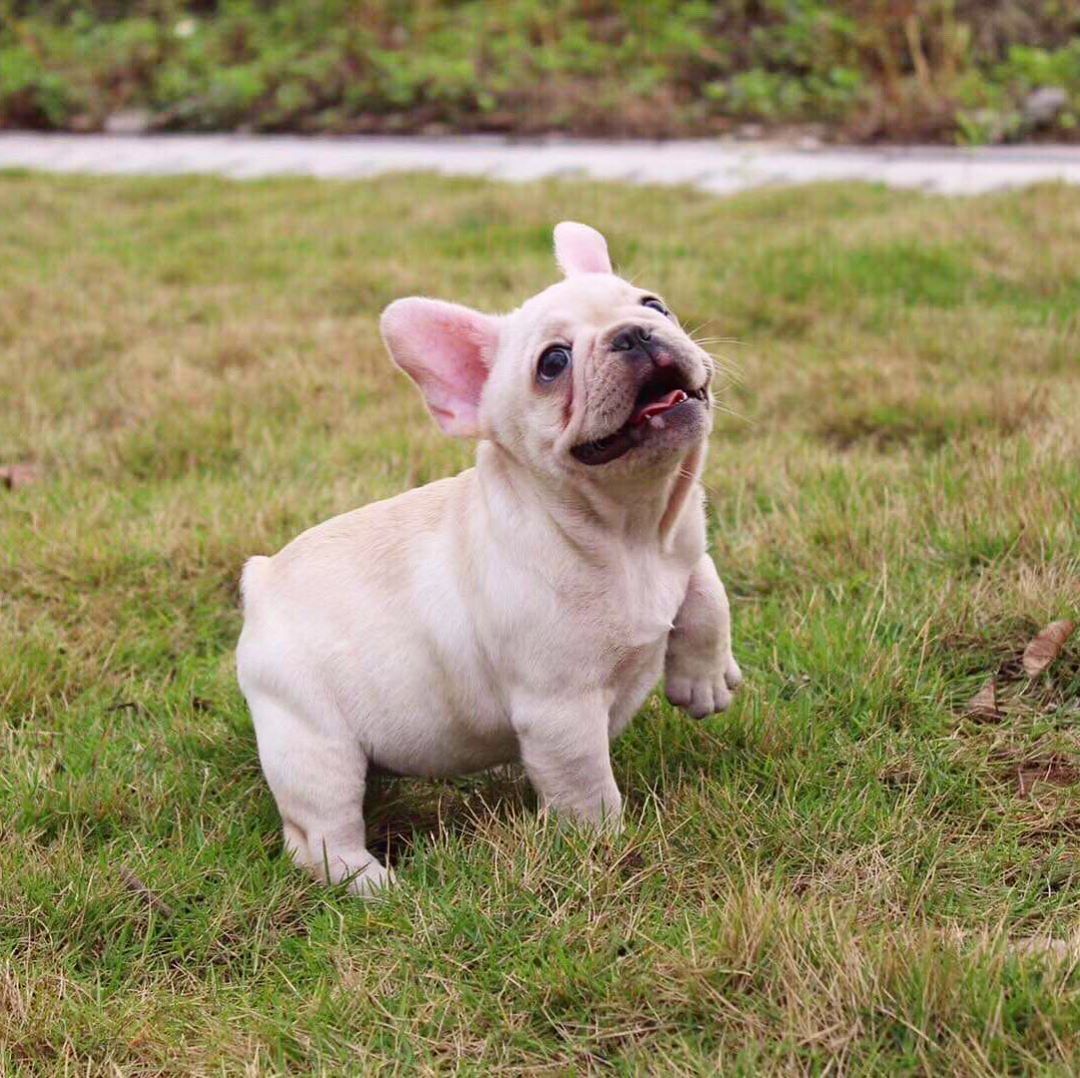 FRENCHIES PUPPIES ~ Royal English & French Bulldog Puppies Sale