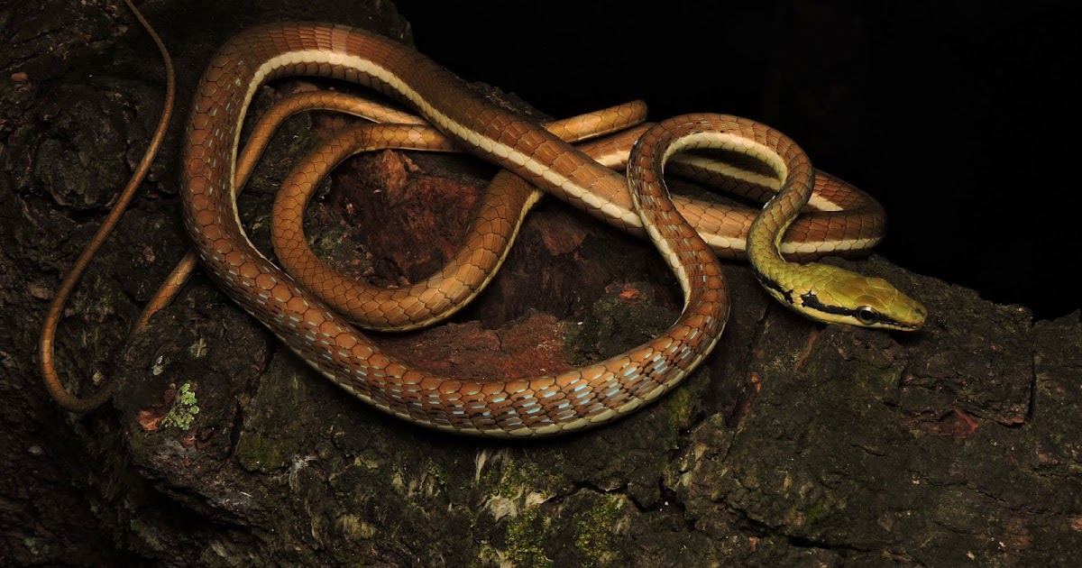 Snakes of Sri Lanka