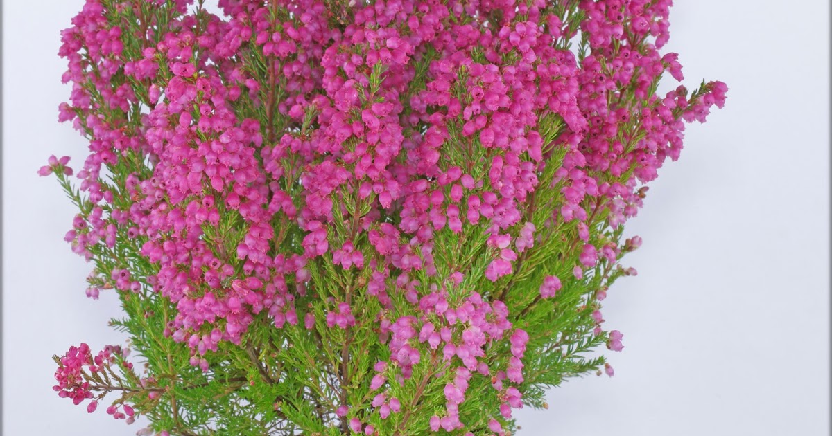 Erica gracilis (Irish heath)