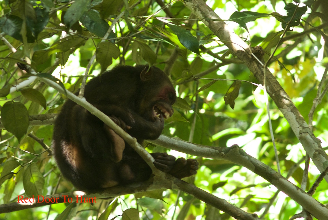 RED Door To Hunt: Laporan Pemerhatian & Kajian Beruk Kentoi~Macaca ...
