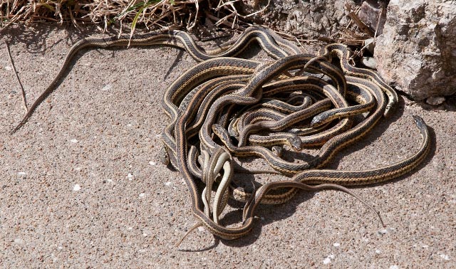 The Opulent Opossum: Sneaky Snake Mating Melee!