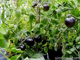 mengenal Lebih Dekat Tentang Tomat Hitam | Pusat Informasi Agrobis