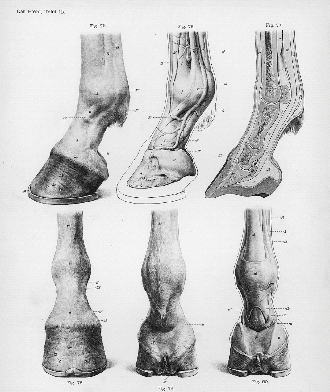 Art work and progression.: hooves idea continue