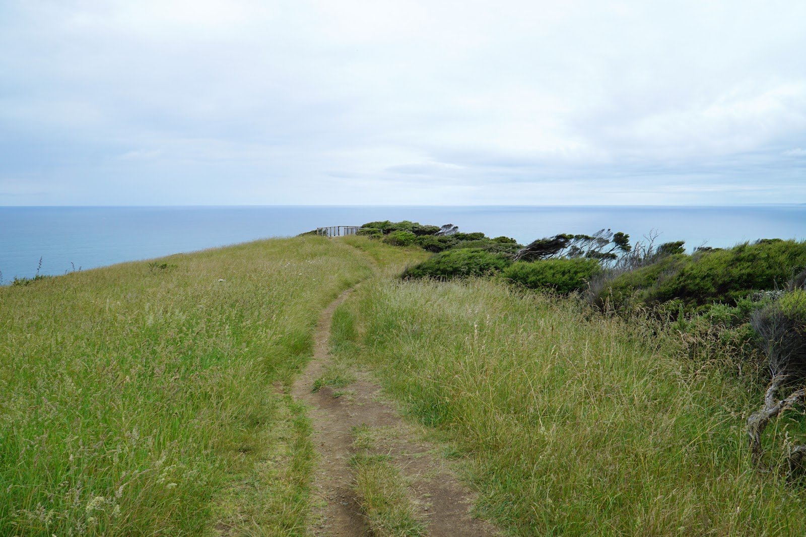 Karioi Track (Pirongia Forest Park) ~ The Long Way's Better