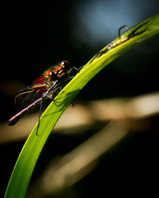 Notes on Urban Ecology: Tetragnathidae, ruby-spots, and bicycles