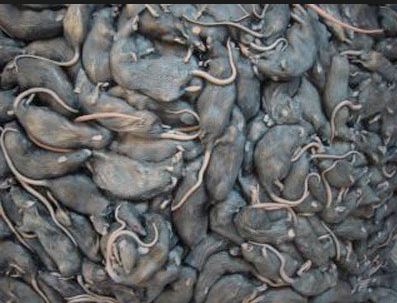 Lassa Fever: Lagos State Gov. Massacre 4,400 Rats In 6 Markets ...