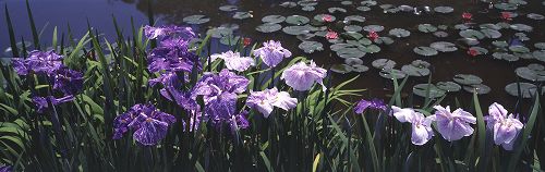 CARPE DIEM HAIKU KAI: Carpe Diem #222, Kakitsubata (Blue flag or Rabbit ...