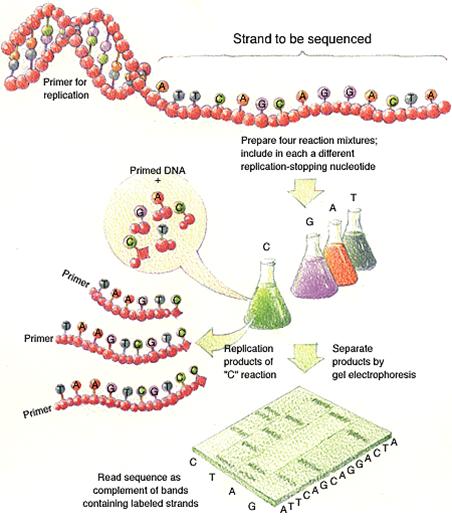 botany: DNA FINGERPRINTING
