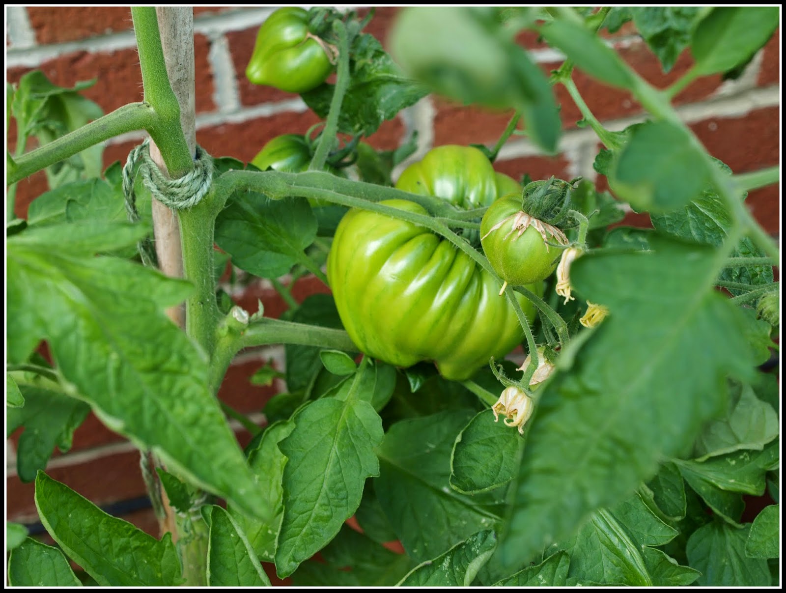 Mark's Veg Plot: Some strange tomatoes
