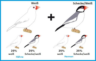 Genetik der Reisfinken