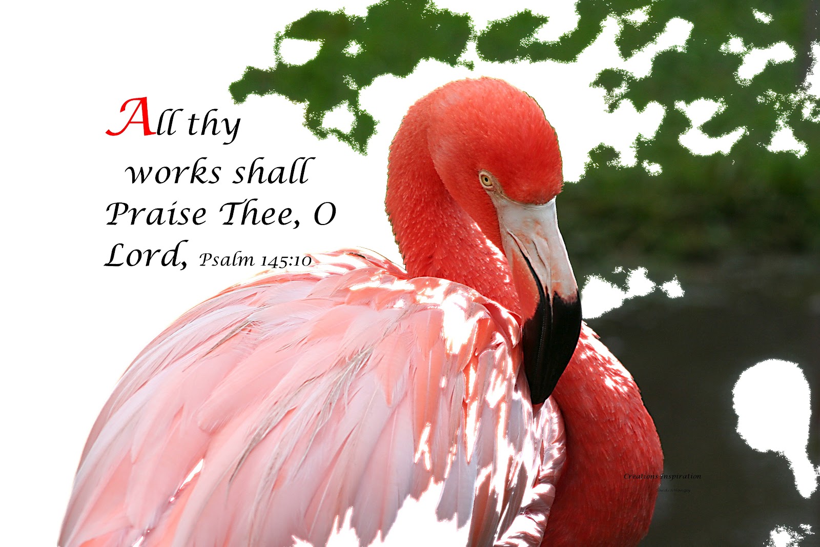 Snap Ping Psalm 145 10 Flamingo snap-ping-psalm-145-10-flamingo