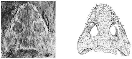Blog de la Vida Prehistórica: Cochleosaurus