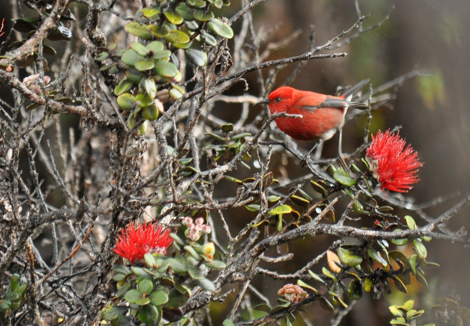 Utah Birders | Birding Blog, Utah Birds, Utah Birding, Utah Bird ID ...