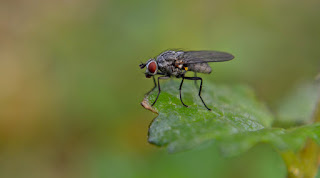 Disease and Pest of Cole Crops - Agrovista-Farming