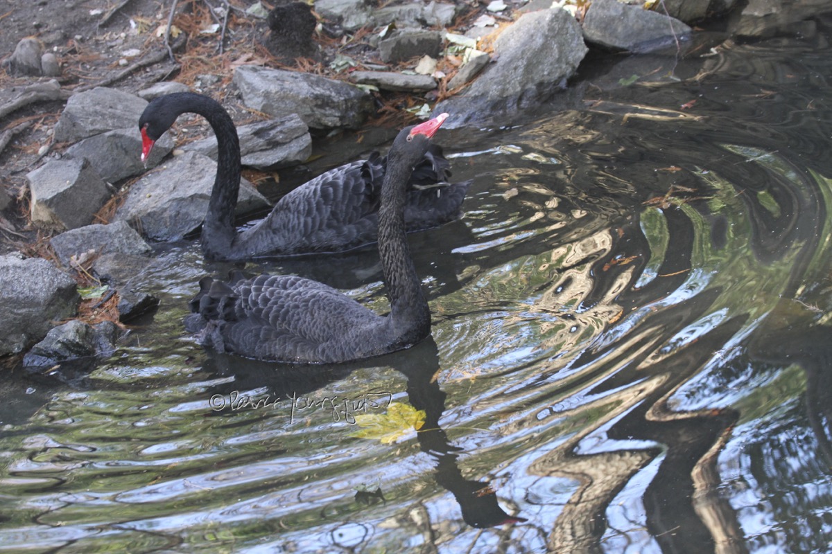 The Last Leaf Gardener: A New Perspective re Animals Who Are Living in ...