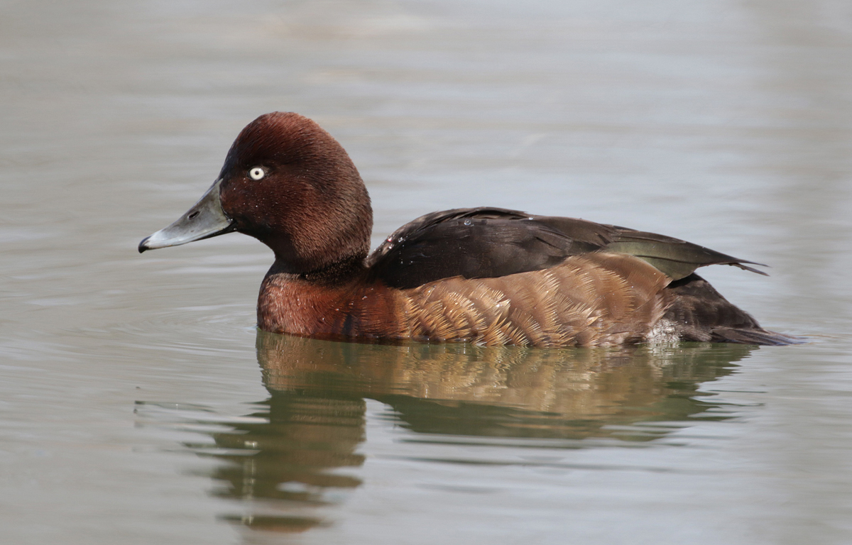 BIRDING - Kyoto, Kansai and Japan: Ferruginous Ducks in Osaka