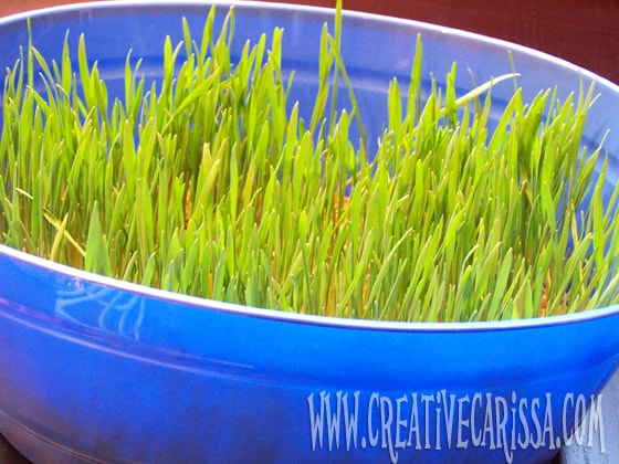 How to Grow Your Own Edible Easter Grass | Creative Green Living