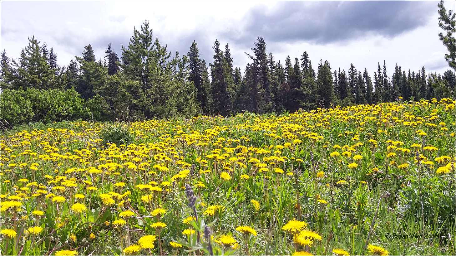 Northern Interior British Columbia: My Meadows 2 Houston British ...