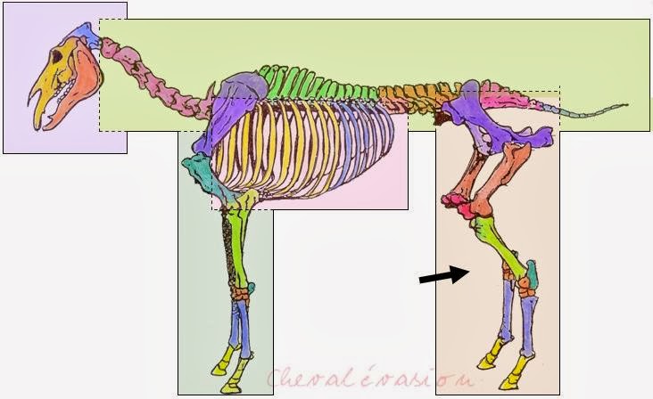 Cheval évasion: Le squelette du cheval