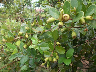 FoodsDiva: Borneo Unique Fruits