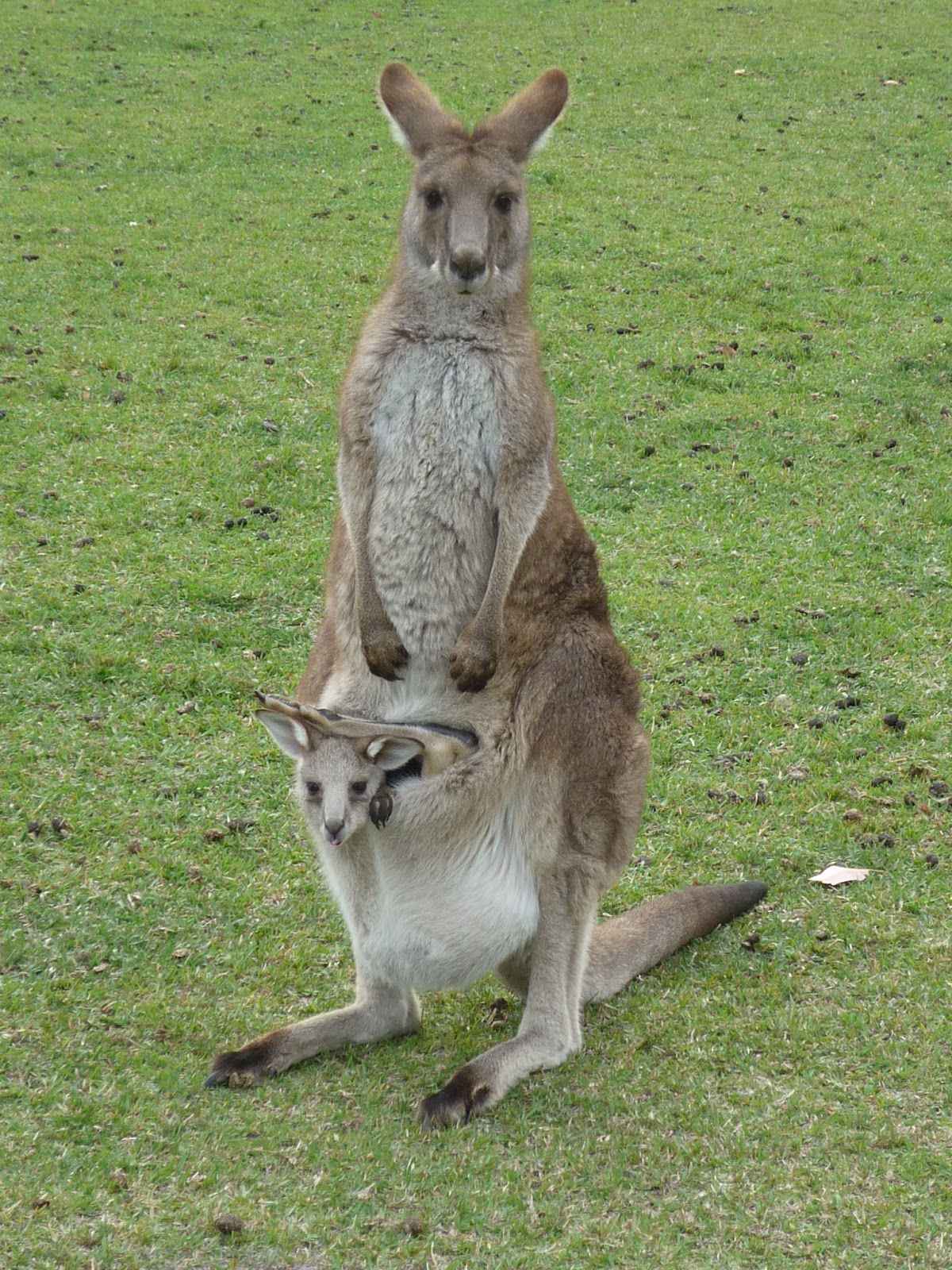 Auslandssemester in Sydney: Kängurus!!!