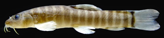 The Esteemed Fishes of Manipur: 05/04/14