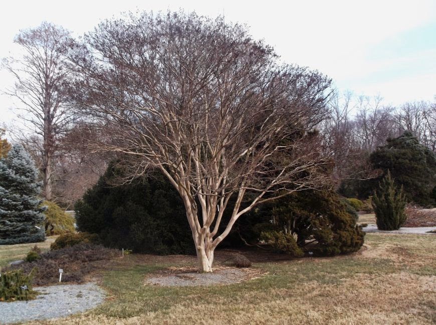 Future Plants by Randy Stewart: Crape Myrtles