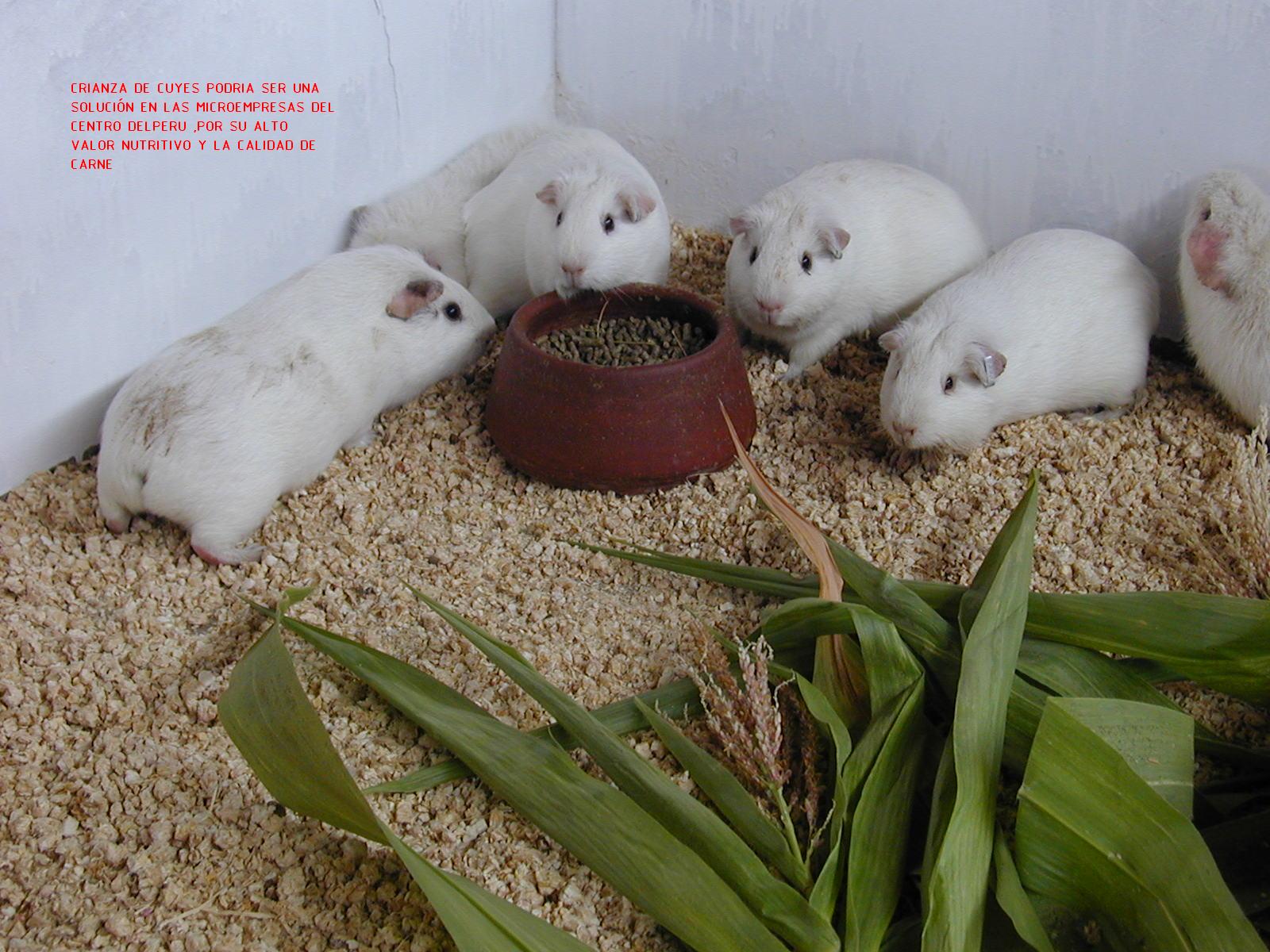 VOZ PERUANA: INIA BRINDARÁ CAPACITACIÓN SOBRE PRODUCCIÓN DE CUYES