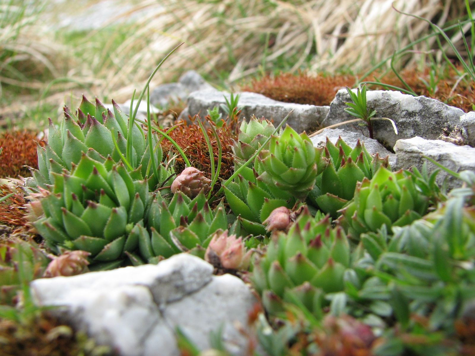 Sempervivum tectorum - Common houseleek care and culture | Travaldo's blog