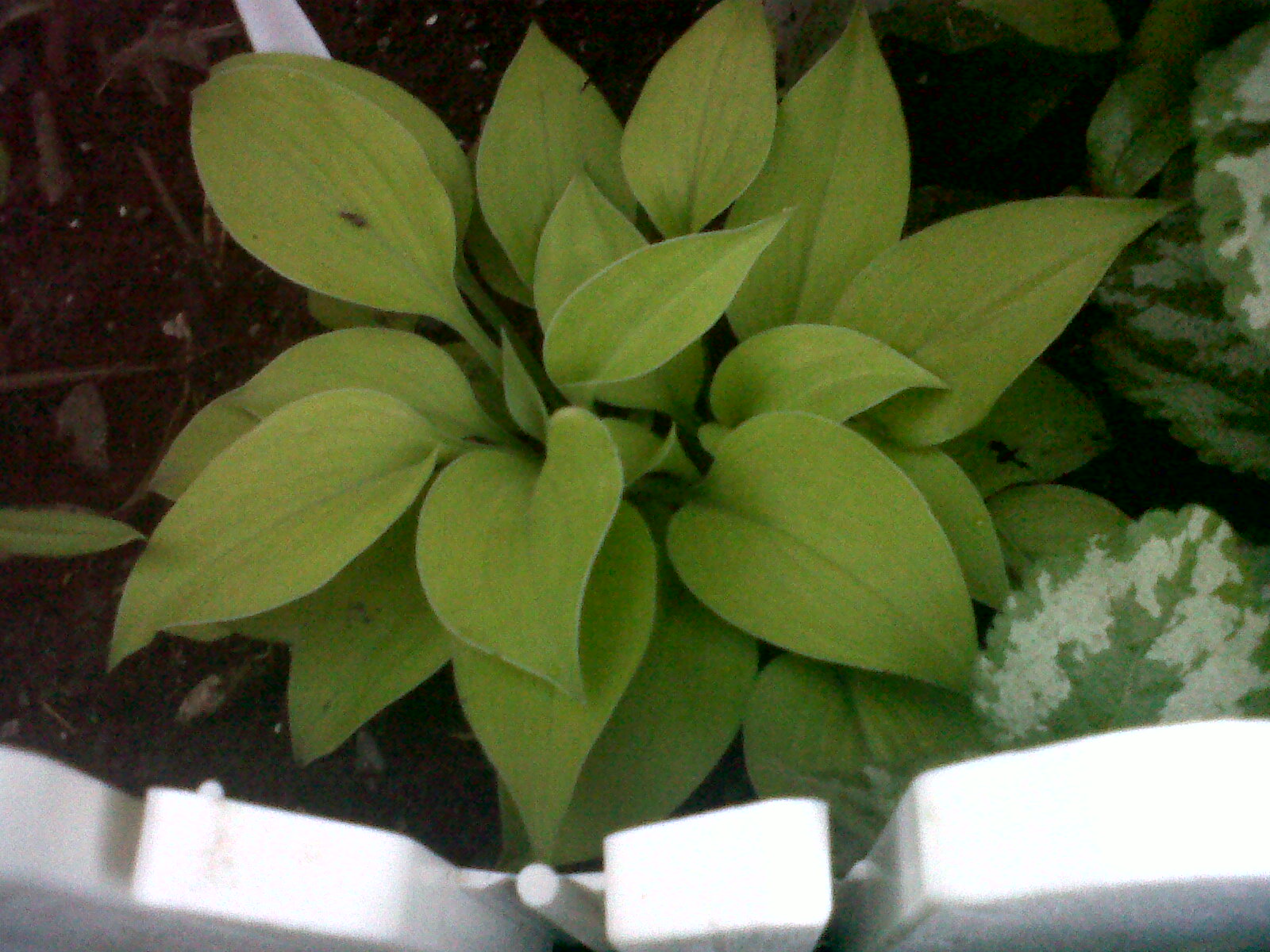 Live, Love, Climb!: Hosta - Gold Edger