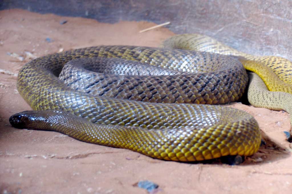 Fierce Snake | Snakes