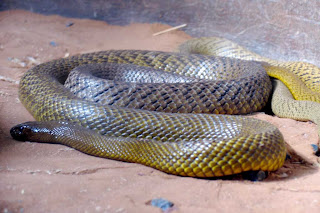Fierce Snake | Snakes