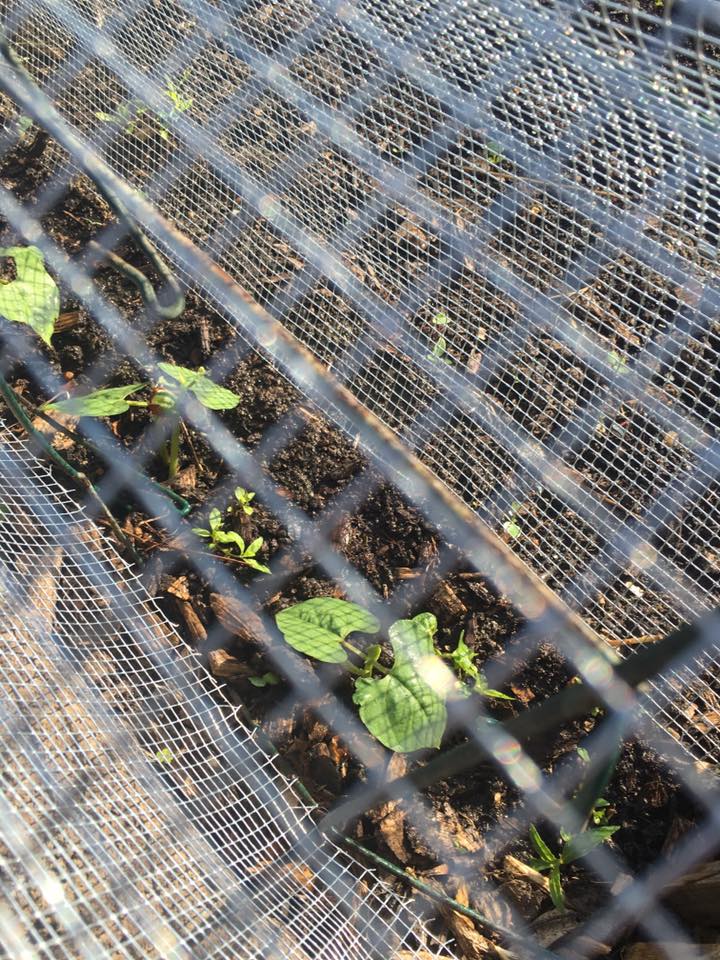 WashingtonGardener: Fenton Friday: Those Rascally Rabbits