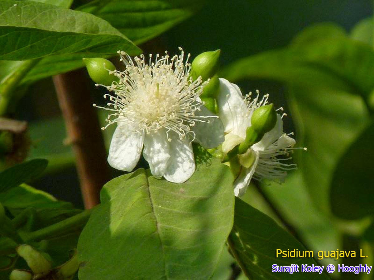 Medicinal Plants: Psidium guajava, Guava, Jaama, Goyya