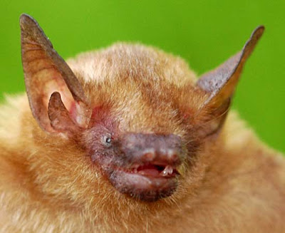Fascination With Fear: OCTOBER 27: TWENTY-SEVEN BEAUTIFUL BATS