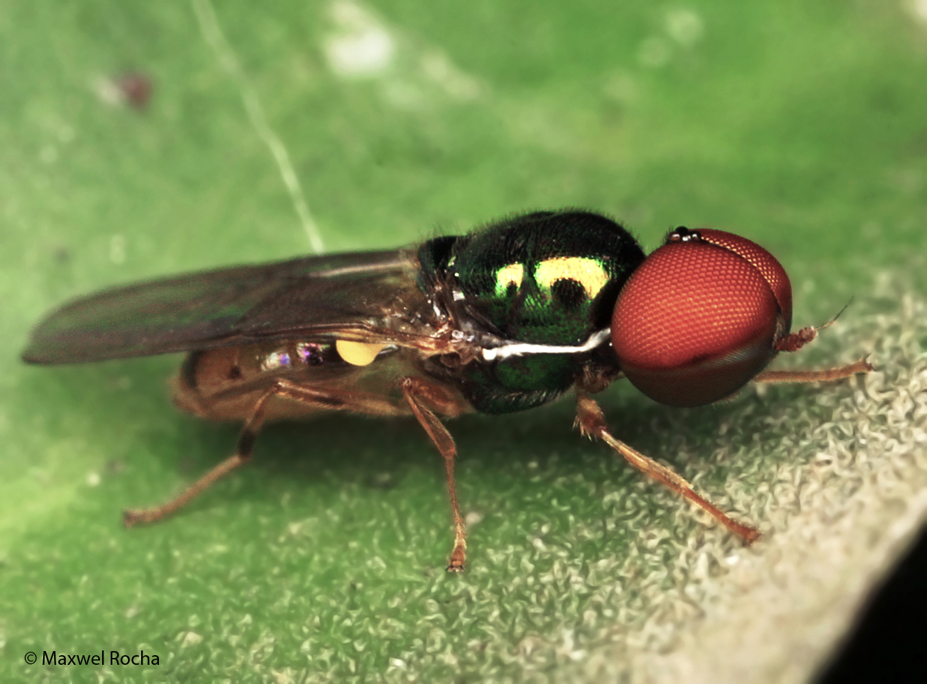 Macrofotografia por Maxwel Rocha: Moscas (Dípteras)