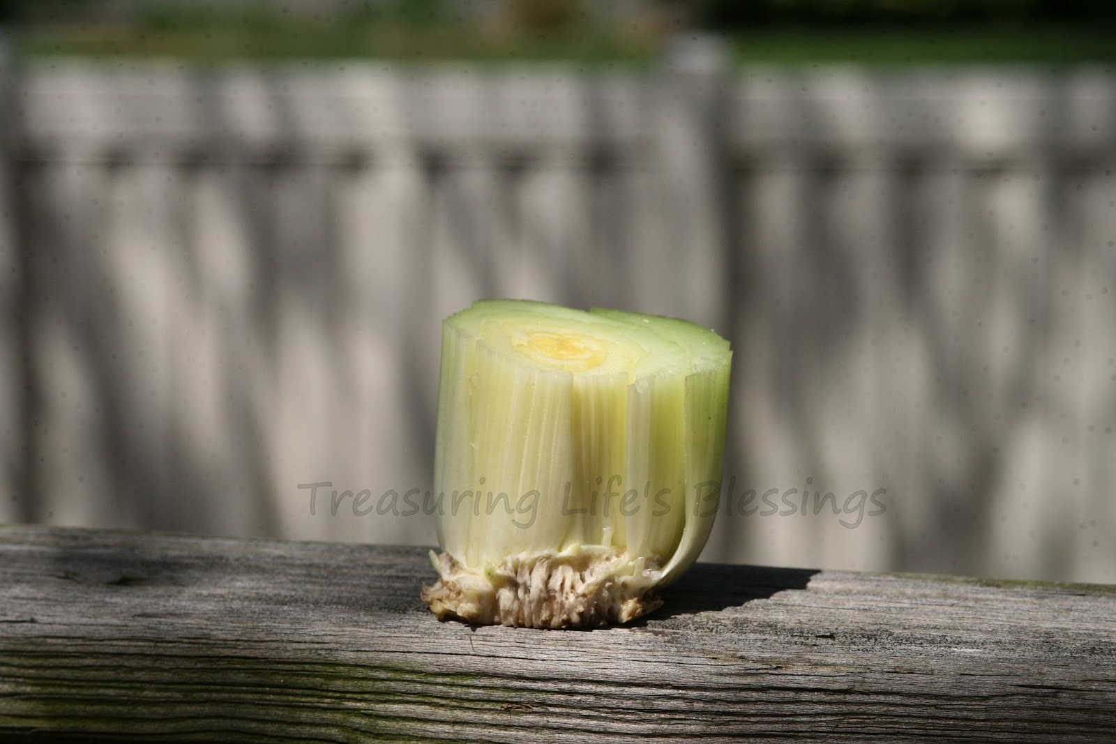 Regrowing Celery - Treasuring Life's Blessings