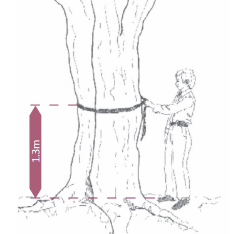 How to measure the carbon content of trees?! - Thư viện Stem