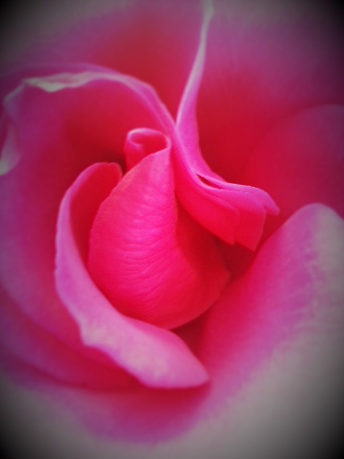 Shakespeare Talks Rose Study For Juliet 2 